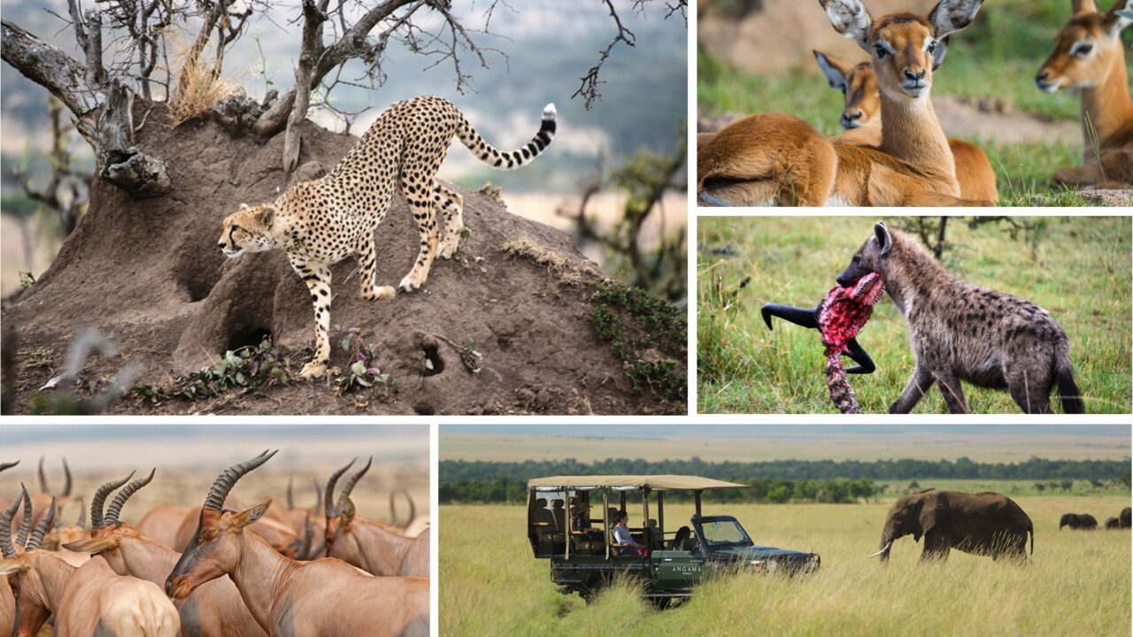 Mara Conservancies - CHUI-Tours